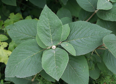 Wayfaring-tree | The Wildlife Trusts