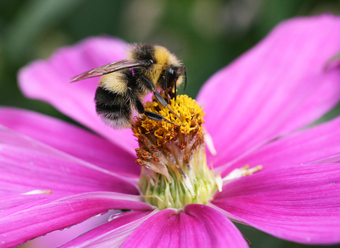 White-tailed bumblebee | The Wildlife Trusts