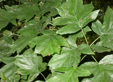 Wild service tree | The Wildlife Trusts
