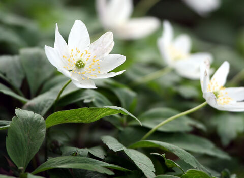 wood anemone | The Wildlife Trusts