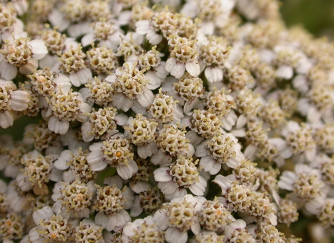 Yarrow | The Wildlife Trusts
