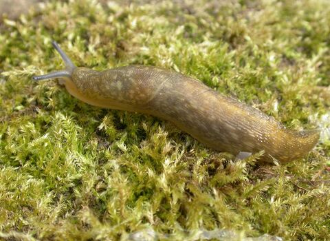 Yellow slug | The Wildlife Trusts
