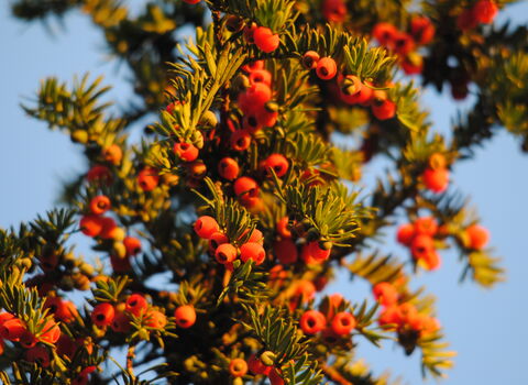 Yew | The Wildlife Trusts