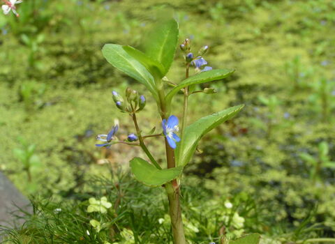 Brooklime | The Wildlife Trusts