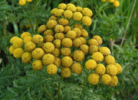 Tansy | The Wildlife Trusts