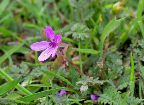Stork's-bill | The Wildlife Trusts