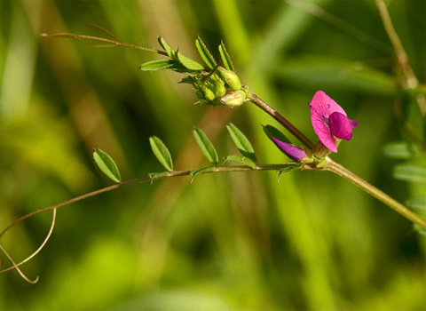 Common vetch | The Wildlife Trusts