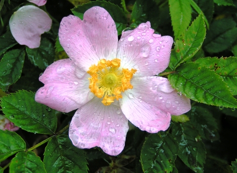 Dog-rose | The Wildlife Trusts