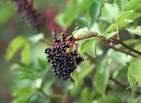 Elder | The Wildlife Trusts