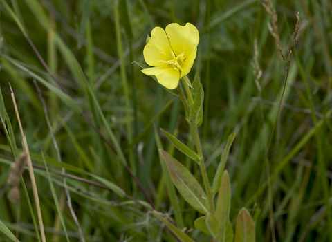 Common evening-primrose | The Wildlife Trusts