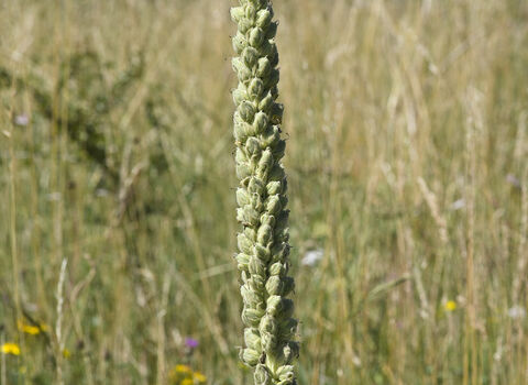 Great mullein | The Wildlife Trusts