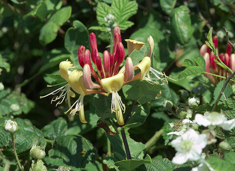 Honeysuckle | The Wildlife Trusts