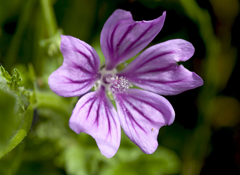 Common mallow | The Wildlife Trusts