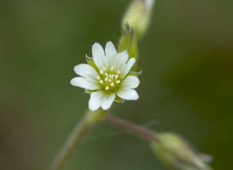 Common mouse-ear | The Wildlife Trusts