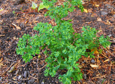 Petty spurge | The Wildlife Trusts
