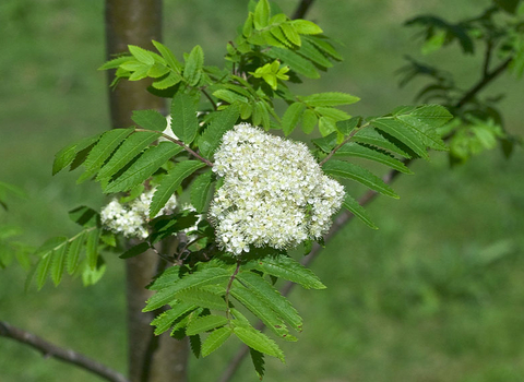 Rowan | The Wildlife Trusts