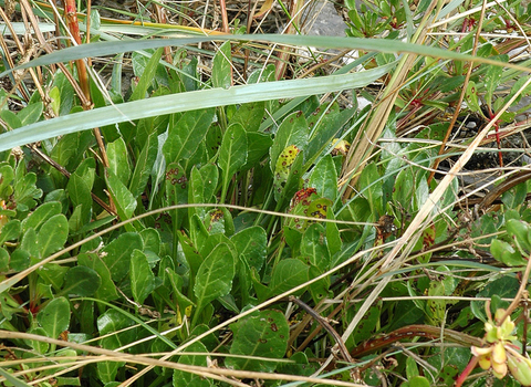 Sea beet | The Wildlife Trusts