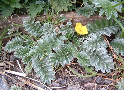Silverweed | The Wildlife Trusts