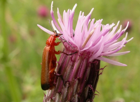 Common red soldier beetle | The Wildlife Trusts