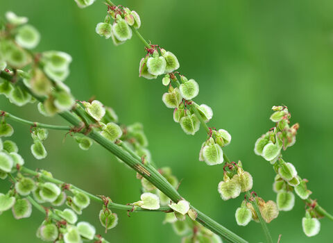 Common sorrel | The Wildlife Trusts