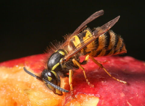Common wasp | The Wildlife Trusts