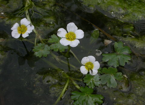 Common water-crowfoot | The Wildlife Trusts