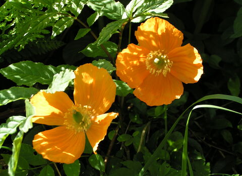 Welsh poppy | The Wildlife Trusts