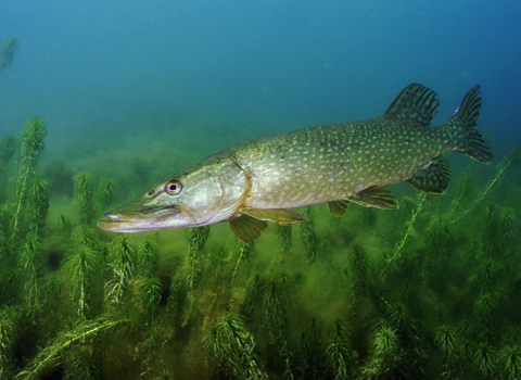 Pike | The Wildlife Trusts