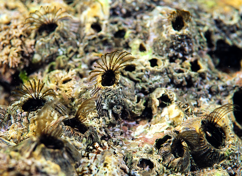 Acorn barnacle | The Wildlife Trusts