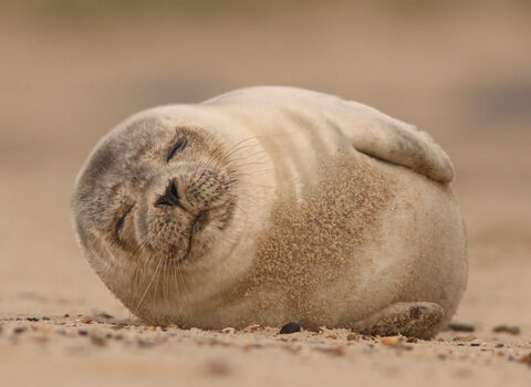 Common seal | The Wildlife Trusts