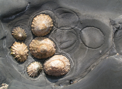 Common limpet | The Wildlife Trusts
