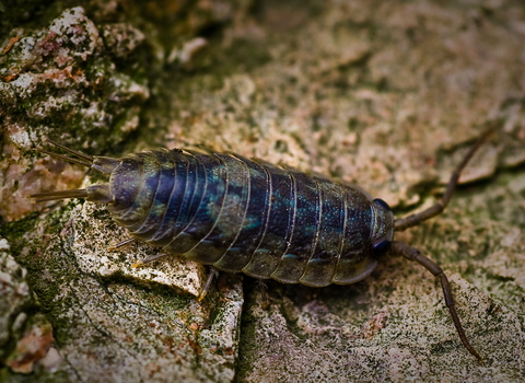 Sea slater | The Wildlife Trusts