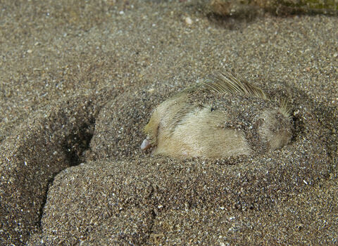 Sea potato | The Wildlife Trusts