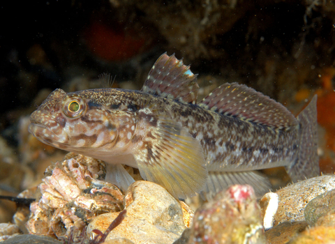 Rock goby | The Wildlife Trusts