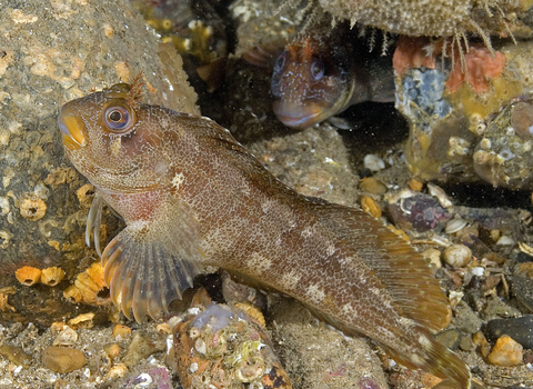 Tompot blenny | The Wildlife Trusts