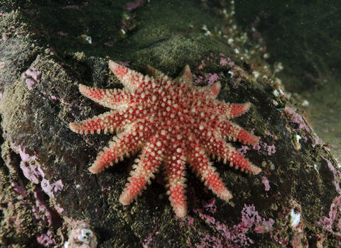 Common sunstar | The Wildlife Trusts