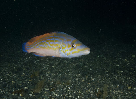 Cuckoo wrasse | The Wildlife Trusts