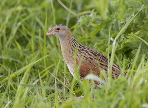 Corncrake | The Wildlife Trusts