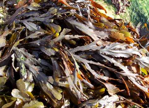 Serrated wrack | The Wildlife Trusts