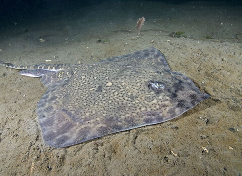Thornback ray | The Wildlife Trusts