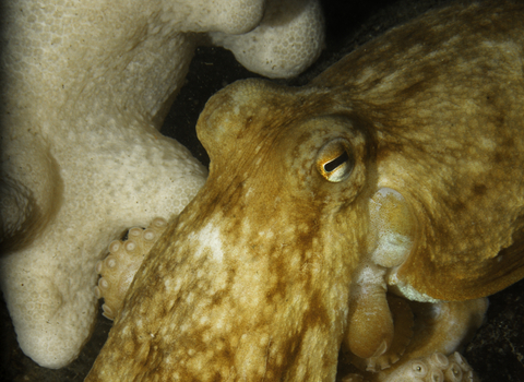 Common octopus | The Wildlife Trusts