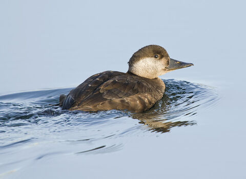 Common scoter | The Wildlife Trusts