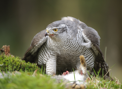 Goshawk | The Wildlife Trusts