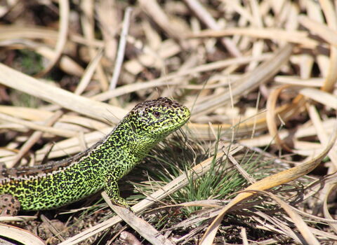Sand lizard | The Wildlife Trusts