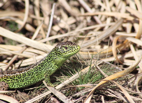 Sand lizard | The Wildlife Trusts