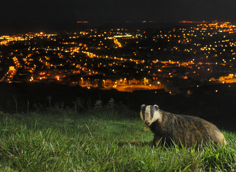 Badgers | The Wildlife Trusts