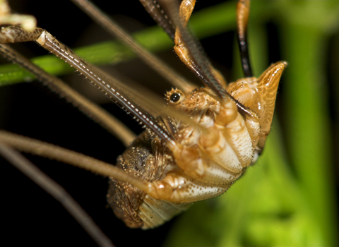 Common harvestman | The Wildlife Trusts