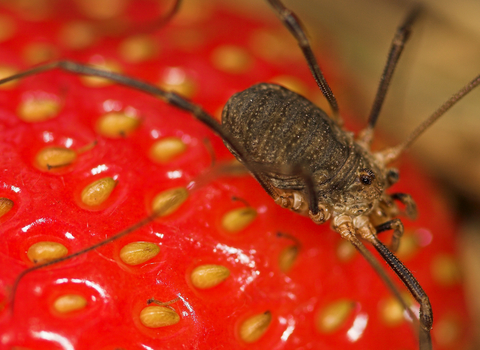 Common harvestman | The Wildlife Trusts