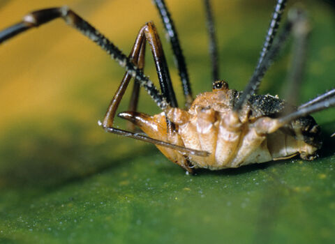 Common harvestman | The Wildlife Trusts