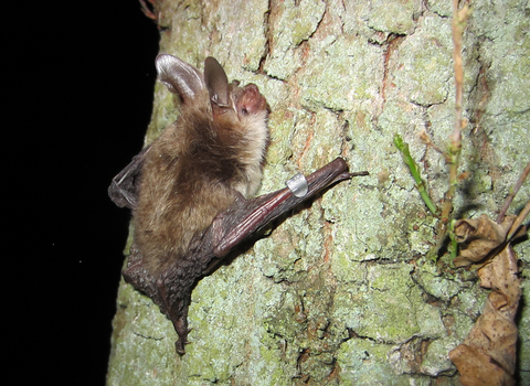 Bechstein's bat | The Wildlife Trusts